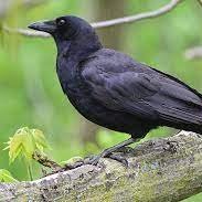 Create a Roblox War Tycoon Vehicles (Made by Emperor_Crow Tier List ...