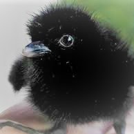 Create a MCL Player Tier List - TierMaker