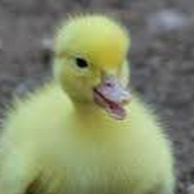 Create a Wallpaper Engine memes Tier List - TierMaker