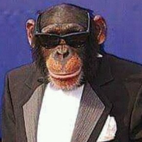 Create a Macacos xD Tier List - TierMaker