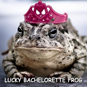 bachlorette frog
