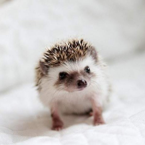 really really really cute animals