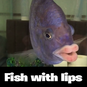 Fish Lip Memes Photo: Viral Photos Of A Fish With Lips And Teeth
