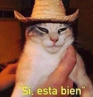 Spanish Cat Memes