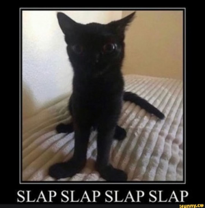 Cat Meme Timeline Explained Video - Infoupdate.org