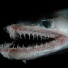 Create a deep sea animal Tier List - TierMaker