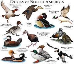 Create a ABA Duck Tier List - TierMaker
