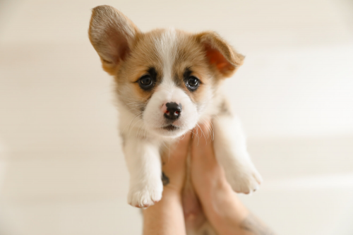 Puppy- coded men Tier List (Community Rankings) - TierMaker