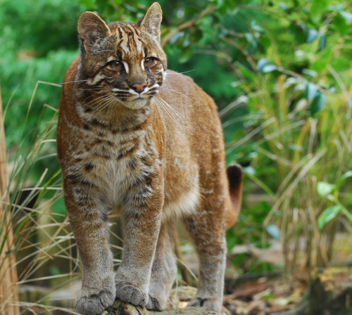 Create a Felinos do Mundo Tier List - TierMaker