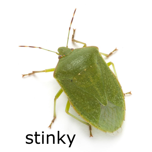 Create a Bugs (Exhaustive & Labeled) Tier List - TierMaker