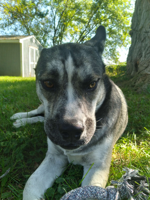 Create a Dog Cuteness Ranker Tier List - TierMaker