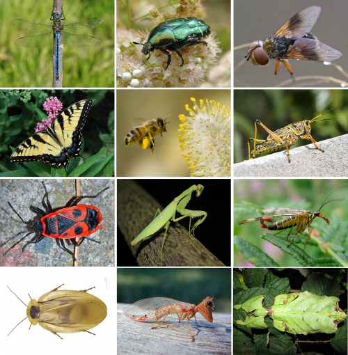 Create a Insects with Labels Tier List - TierMaker