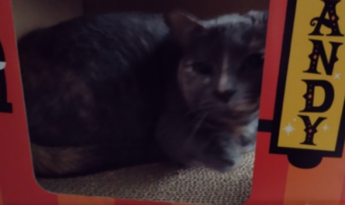 Create A Rts 7 Sign Ups Tier List Tiermaker