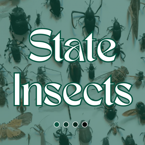 Create a State Insect Tier List - TierMaker