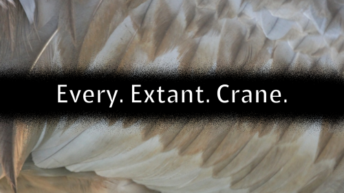 Every. Crane. Alive Today. (labeled & organized) Tier List (Community ...