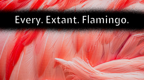 Create a Every. Flamingo. Alive Today. (Labeled & Organized) Tier List - TierMaker