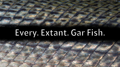 Every. Gar. Alive Today. (Labeled & Organized) Tier List (Community ...