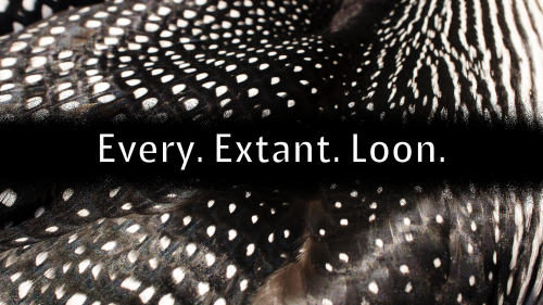 Create a Every. Loon. Alive Today. (labeled & organized) Tier List ...