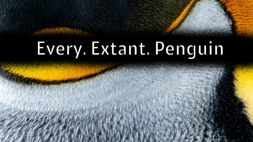 Create a Every. Penguin. Alive Today (Labeled & Organized) Tier List ...