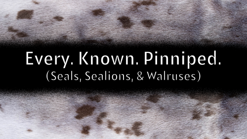 Create a Every. Seal. Alive Today. (and those historically extinct ...