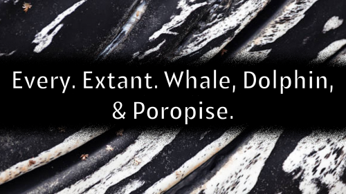 Create a Every. Whale. Alive Today (Labeled & Organized) Tier List ...