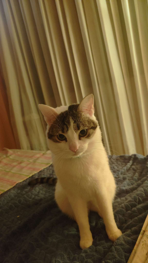 Maskota Tier List (Community Rankings) - TierMaker