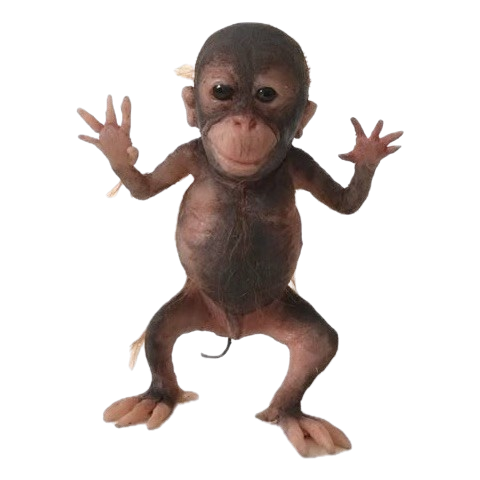 Create a Sweat Tier List - TierMaker