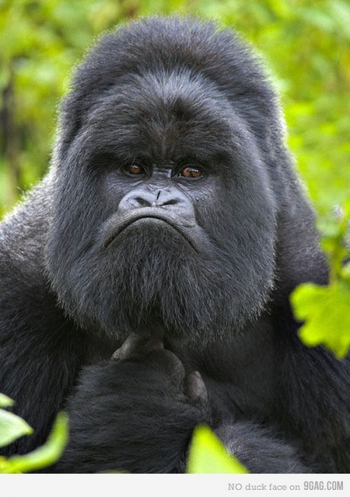 Sum gud Vid gums Tier List (Community Rankings) - TierMaker