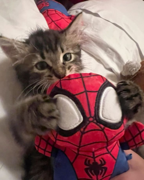 prime+priv+prem Tier List (Community Rankings) - TierMaker