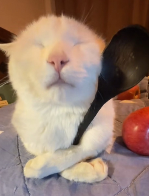 Create a Every SF3 Theme (New Gen - 3S) Tier List - TierMaker