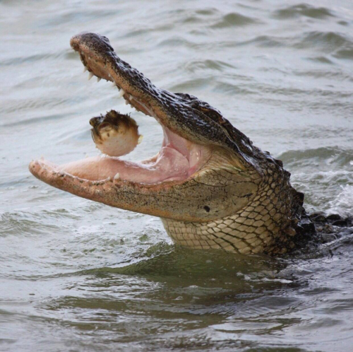 Create a Reverse1999 Star6 Recommendation Ranking (v.1.8) Tier List ...