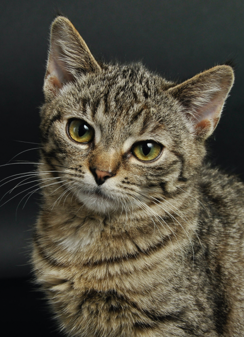 Create a Cat Colors Tierlist Tier List - TierMaker