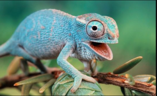 Create a Pc Mala Tier List - TierMaker