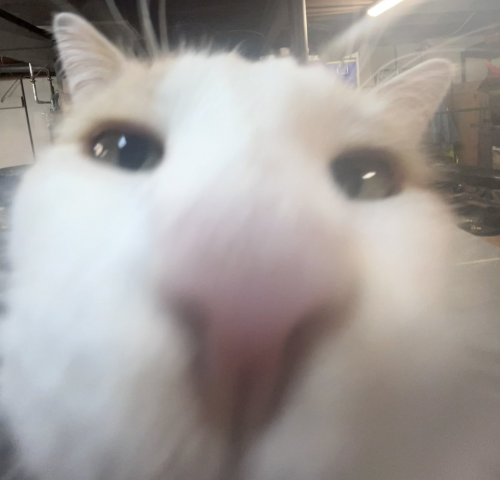 Hari EXE's Tier List (Community Rankings) - TierMaker