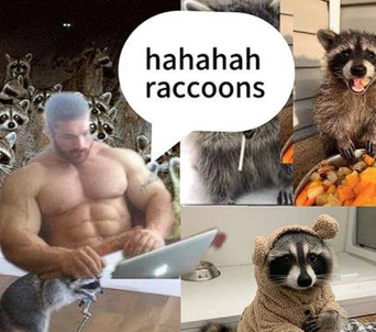 Create a Racoons in Media Tier List - TierMaker