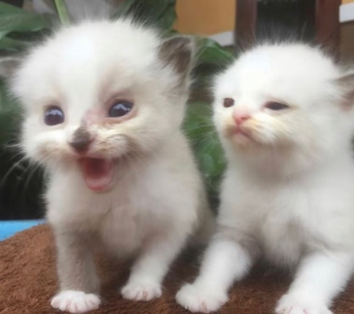 Create a ASMR videos Tier List - TierMaker