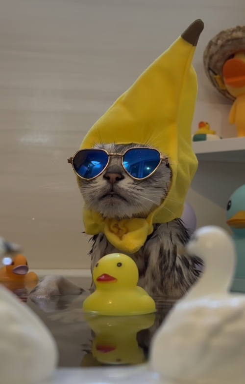 Create a Lowtiers Tier List - TierMaker