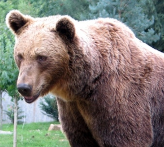 Create a Animals power Tier List - TierMaker