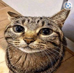 Create a ESCC PFP Tierlist Tier List - TierMaker