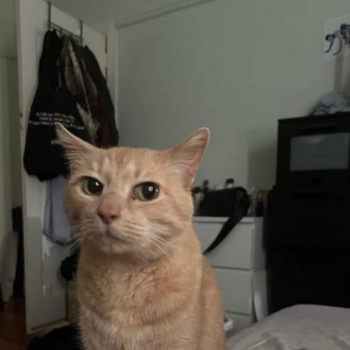 Create a Alphabetical List Tier List - TierMaker