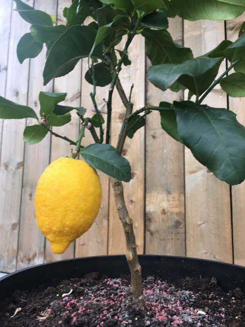 Create a Lemon Tree Memes Tier List - TierMaker