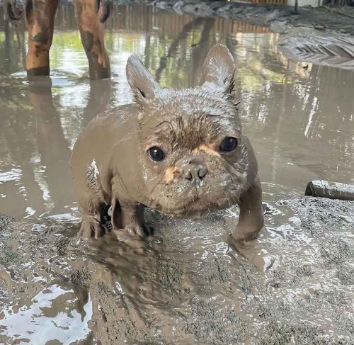 FROST TIERLIST Tier List (Community Rankings) - TierMaker