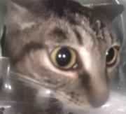 Create a Top 100 HSC cats V2 Tier List - TierMaker