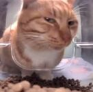 Hello Street Cat Happy Canteen + other relevant cats Tier List ...