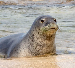 Seals Tier List (Community Rankings) - TierMaker