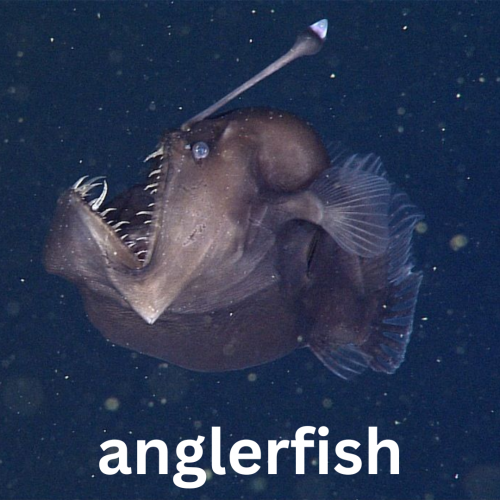 Create a Ocean Animals & Deep Sea Creatures Tier List - TierMaker