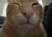 Create a 7tv cat emotes tierlist Tier List - TierMaker