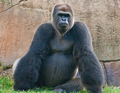 MVSD DUOS TIER LIST (BETA) Tier List (Community Rankings) - TierMaker