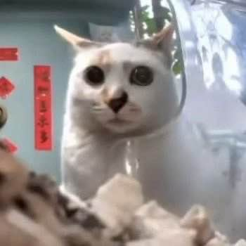 Create a Meower Tier List - TierMaker