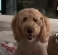 Create a Random CHarcters OScijsoz Tier List - TierMaker